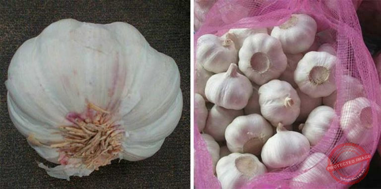 Automatic Garlic Concave Root Cutting Machine | Garlic Peeling Machine ...